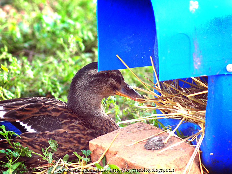 L'anatra Germanata Veneta. | Oryctes.com - Blog & News