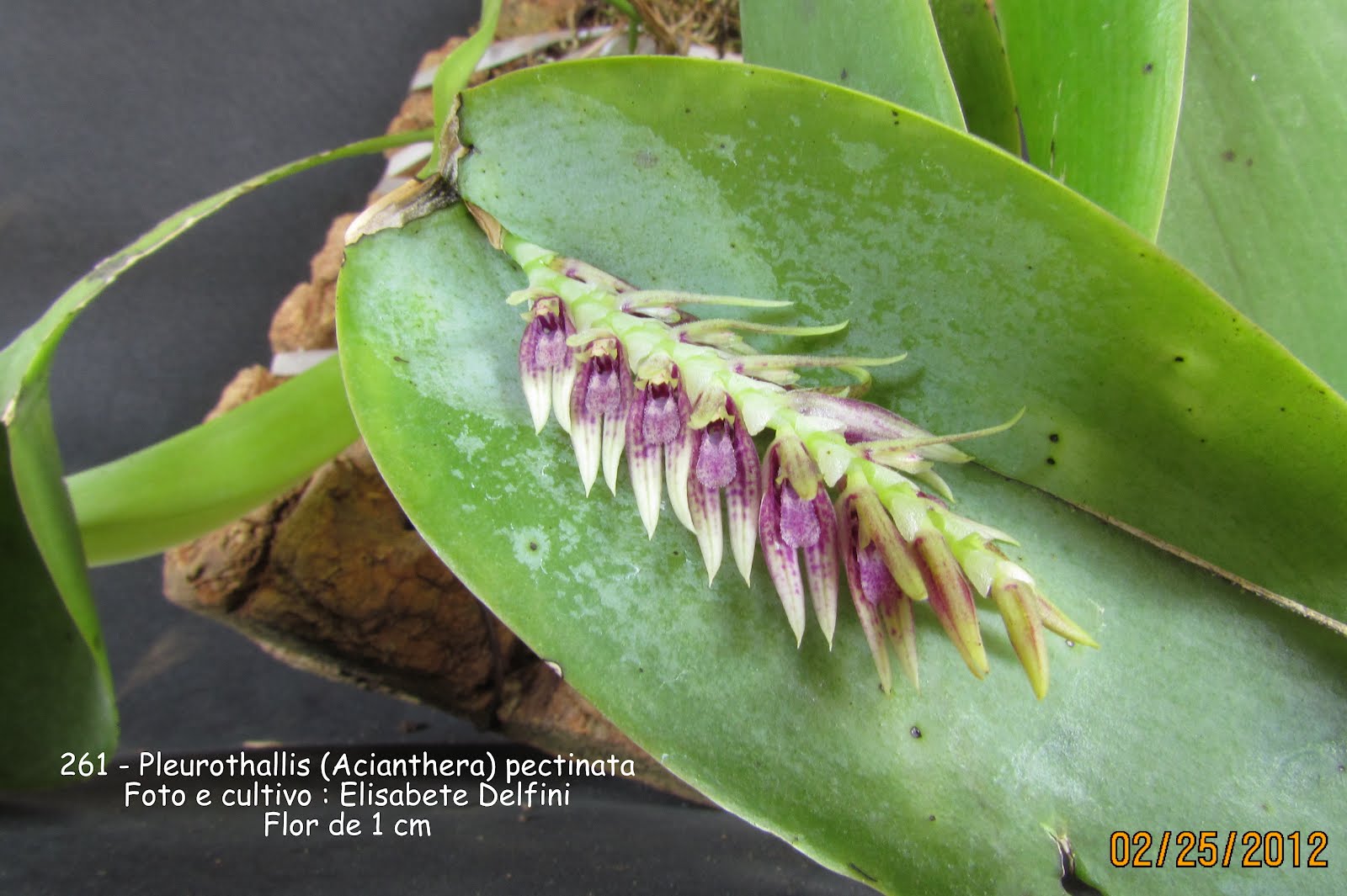 Pleurothallis