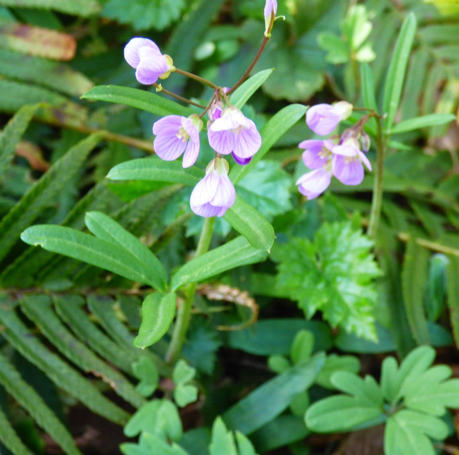 Wildflowers: Toothworts
