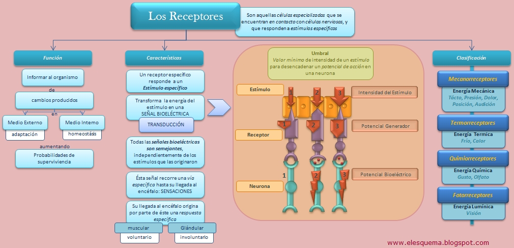 Esquemas, diagramas, gráficos y mapas conceptuales.: Los Receptores
