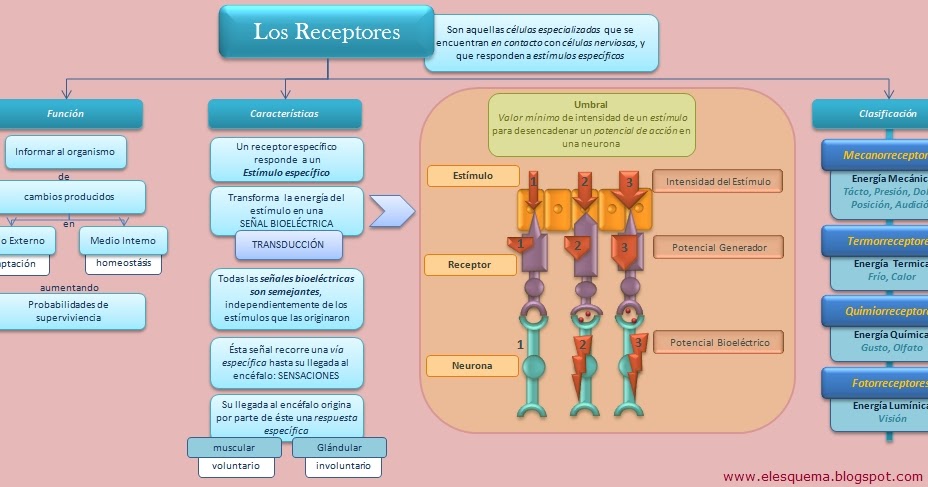 Esquemas, diagramas, gráficos y mapas conceptuales.: Los Receptores
