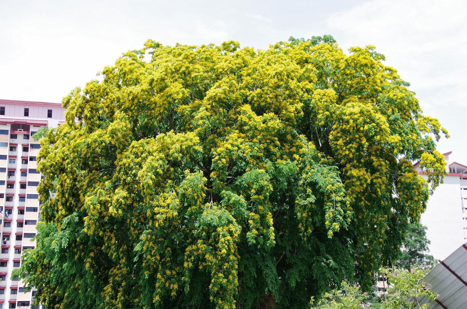 Trees and Plants: Angsana