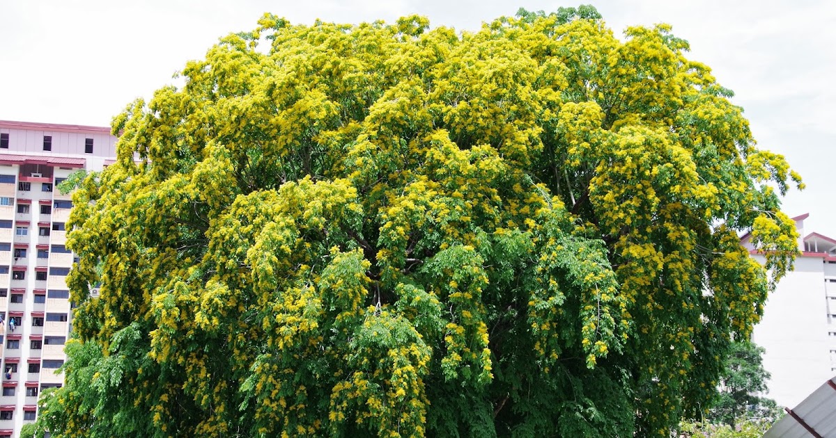 Trees and Plants: Angsana