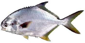 Minhoca de Praia: Peixes: Pampo