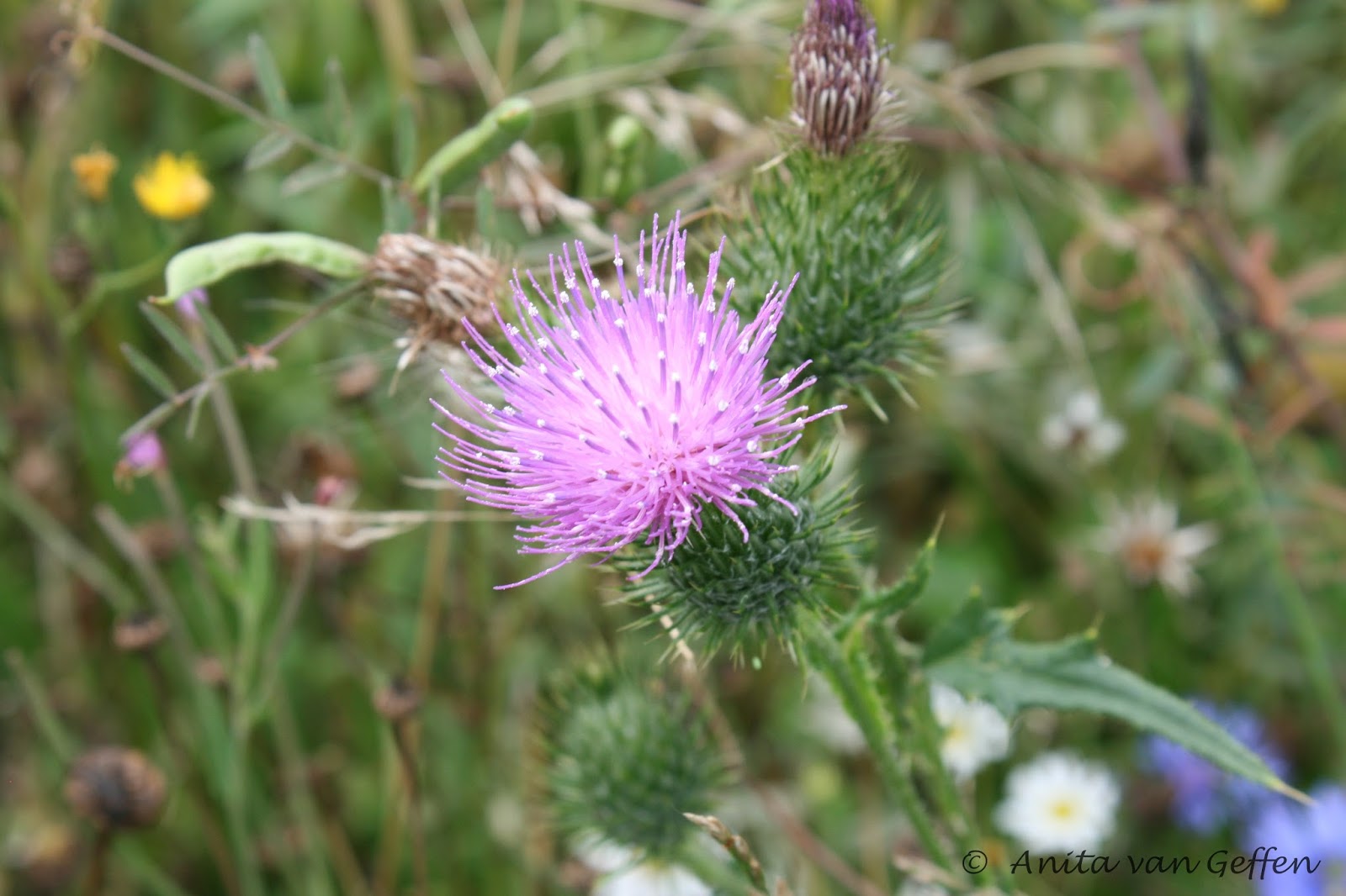 Natuurfotografie-Anita's-Art: Akkerdistel ( Cirsium Arvense )