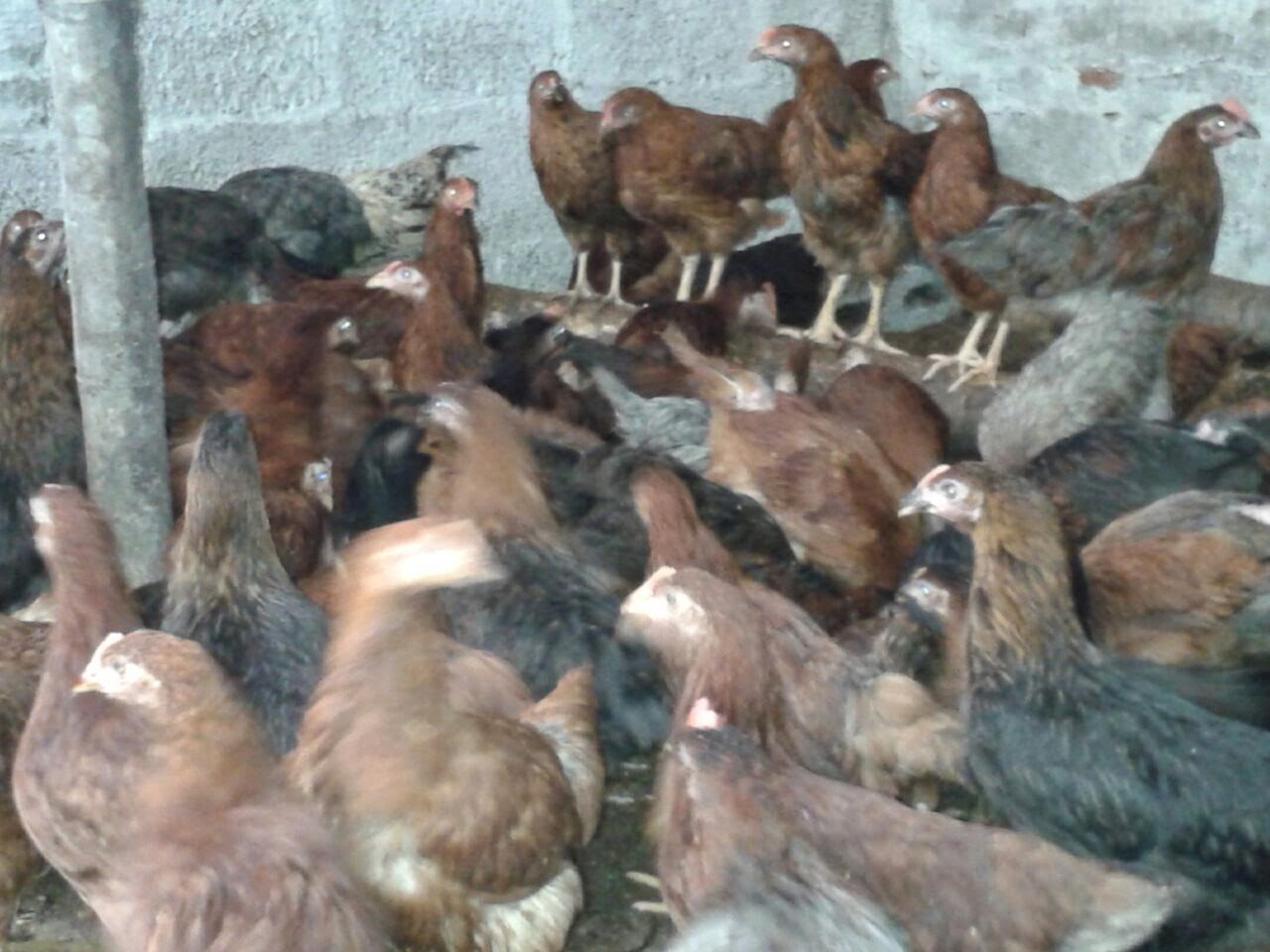 Organic Country chicken farming