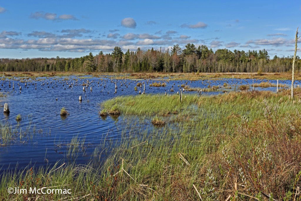 Ohio Birds and Biodiversity: Some scenes from northern Michigan