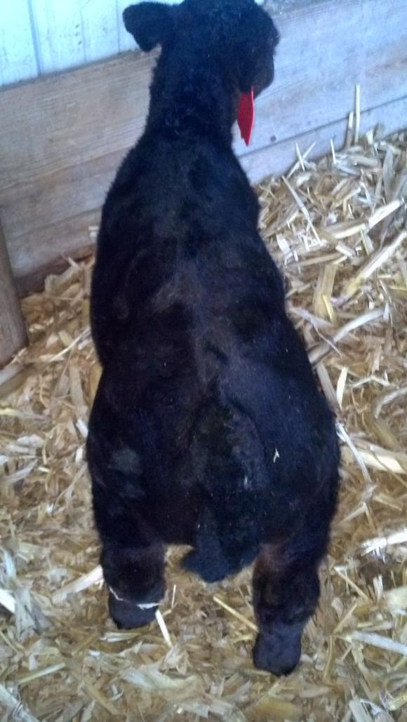 MITTAG Blog: I-80 Calf