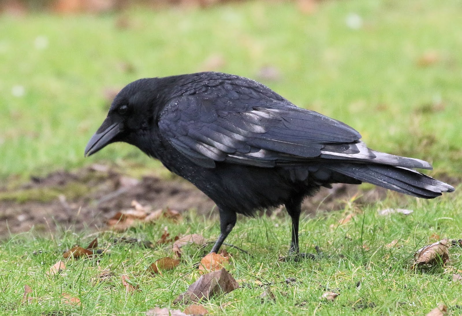 Birding with Flowers: Hooded Crow in East Park