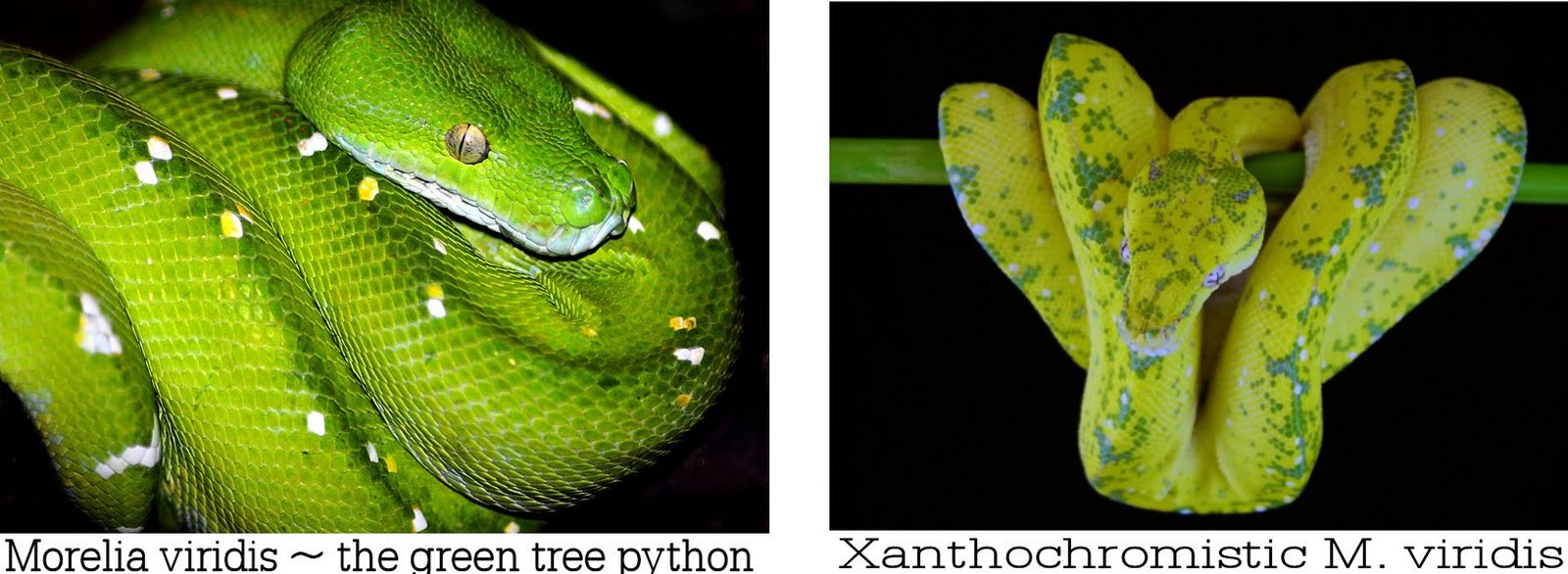 The Texan Herper: Quick Facts