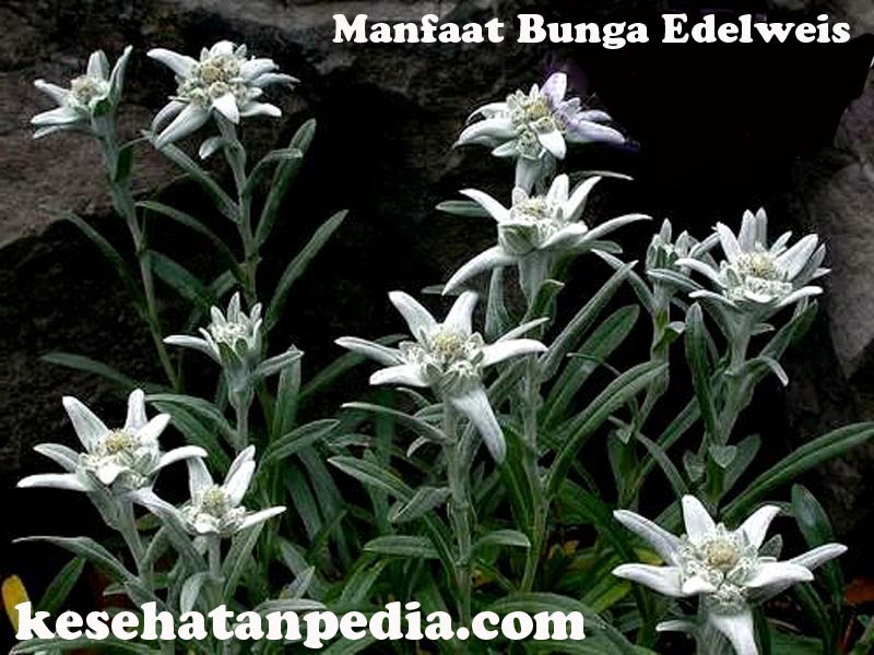 Bunga Edelweis Ungu Edelweis Edelweiss Boombastis Langka Fakta ...