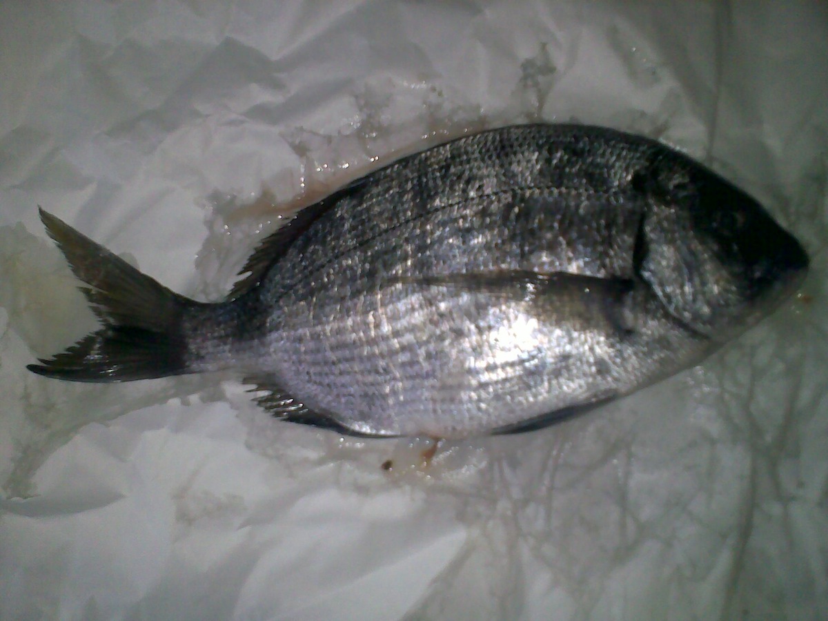 Il sarago è un pesce di lago?