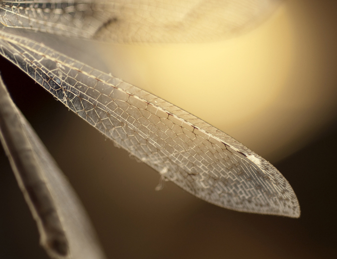 At the Cabin: Winged Insect