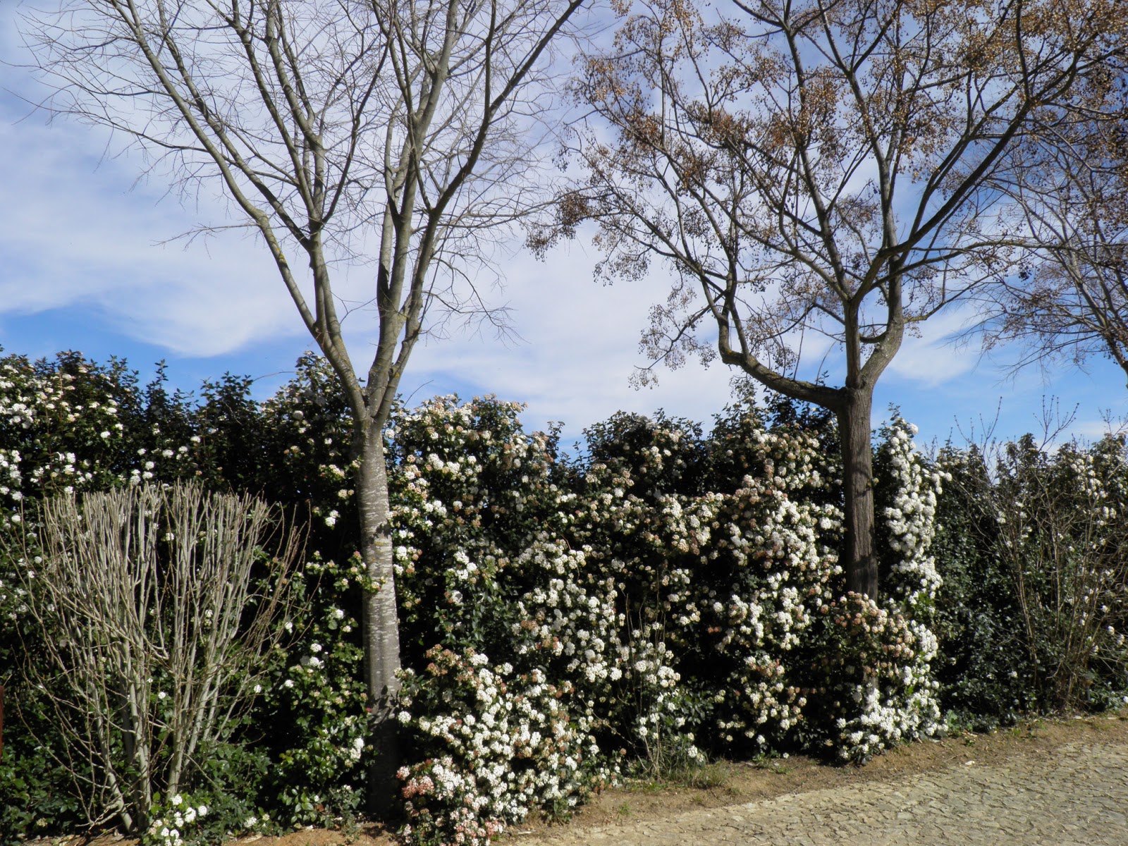 El Terrao - Dos urbanitas en el campo: SETO DE DURILLO - VIBURNUM TINUS