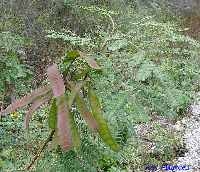 Radden's blog: LEGUMINOSA PAKAN TERNAK