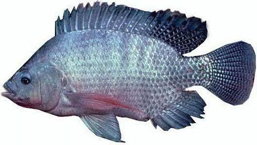 Đặc điểm sinh học cá Rô Phi | Kỹ thuật nuôi trồng.com