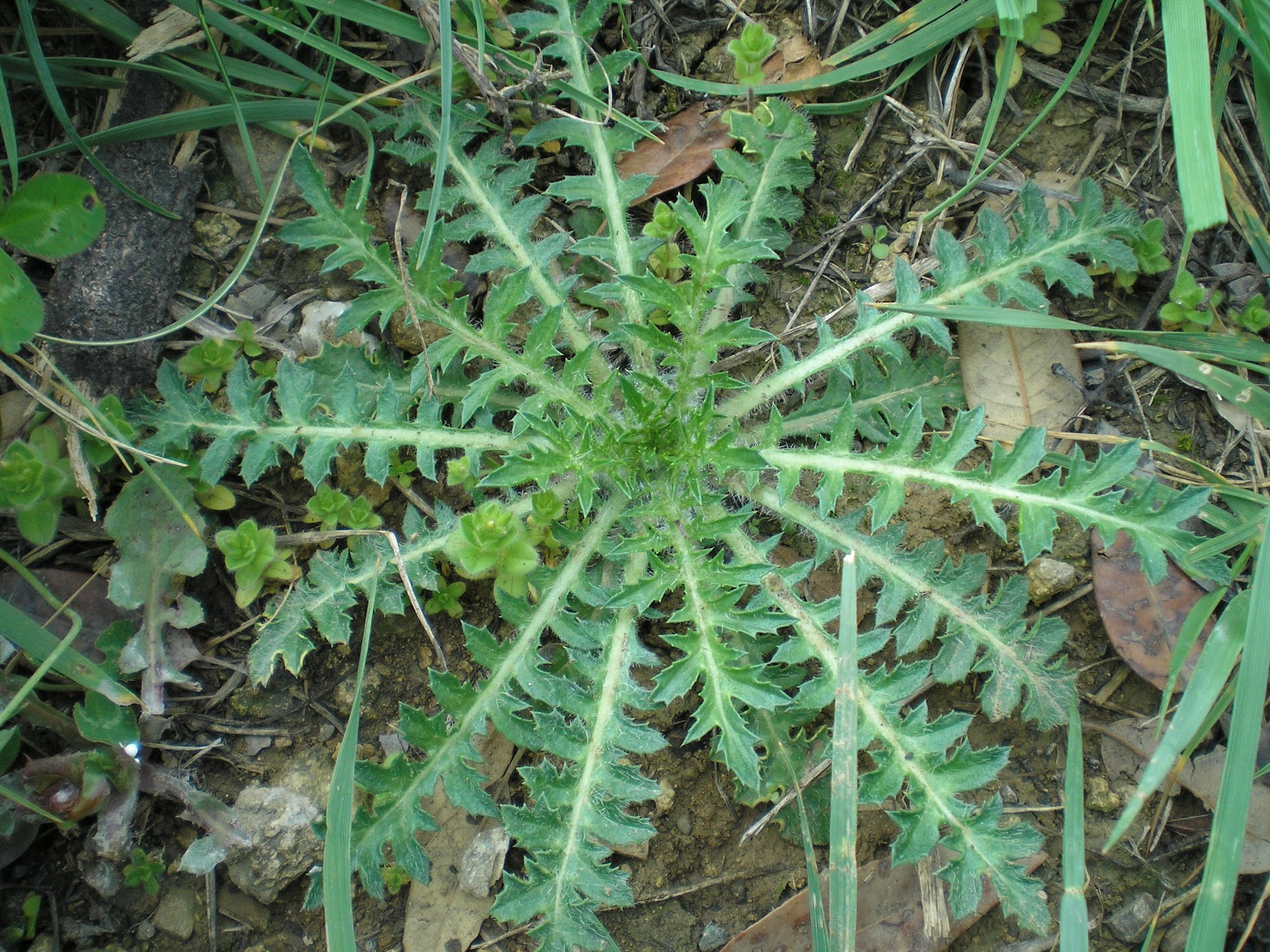 orto e cucina, profumo di casa!: Erbe spontanee, buone da mangiare!
