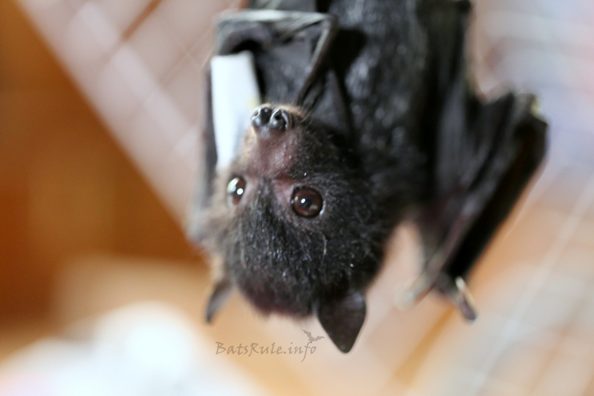 Rehab | Megabats babies Flying-fox fruit bat