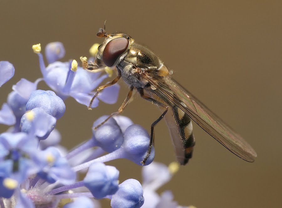 EBartworks: INSECTOS DE LA PRIMAVERA PASADA