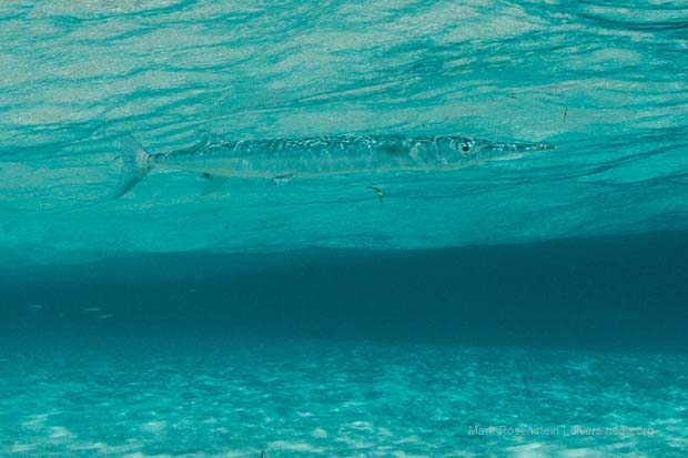 Giant Ocean Tank Divers Blog