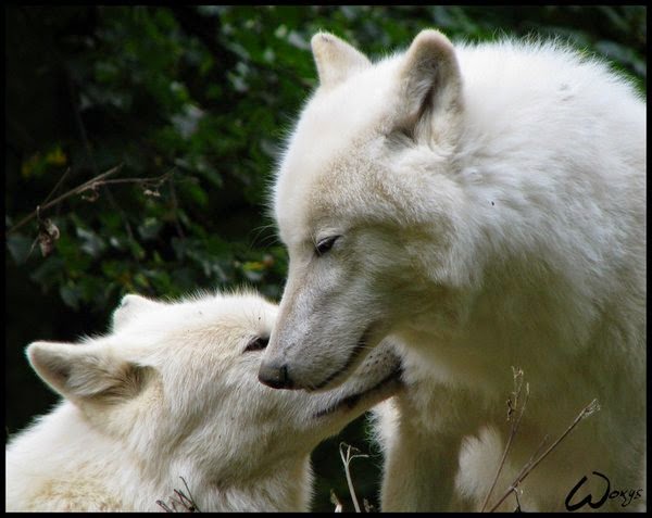 White Wolf : Wolves Are Getting Some Wet Lovin': 20 Photos Of Wolf Kisses