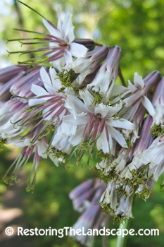 Restoring The Landscape With Native Plants: Discoveries Out and About ...