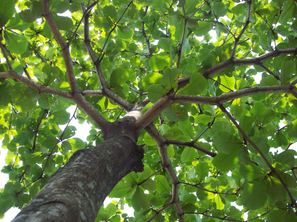 16+ Gambar Pohon Rindang, Inspirasi Terbaru!