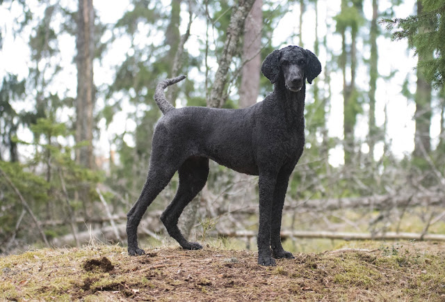 Muusapuudeli: Piitu, enkelikoira