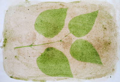 Matt Pitchford Photography: Anthotypes