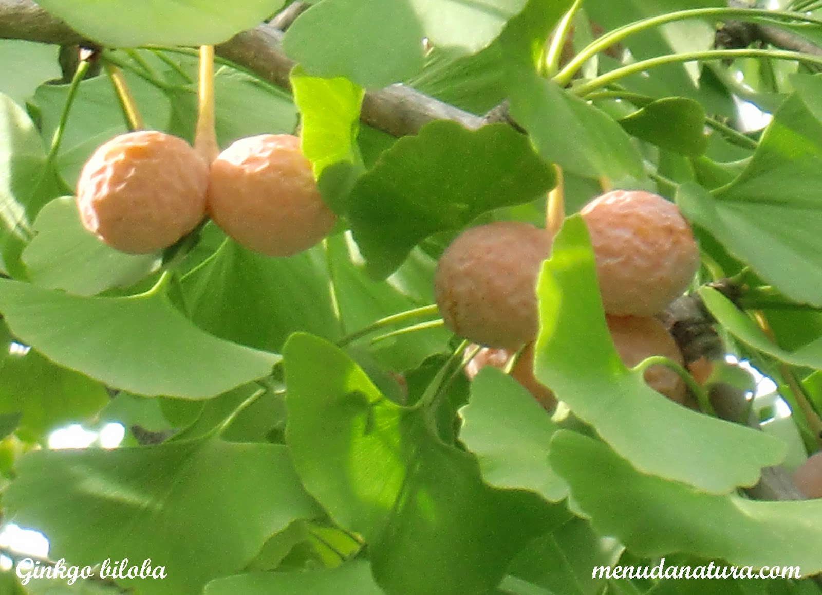 El Jardí de Menuda Natura: Ginkgo