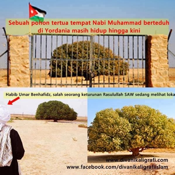 Muhammad Fauzi Arkan: POHON NABI, THE BLESSED TREE