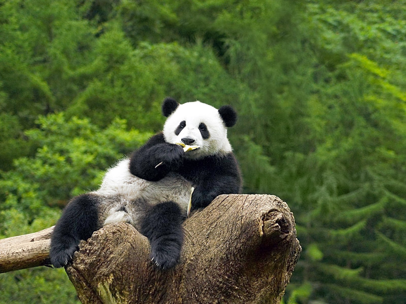 Oso Panda: Apariencia