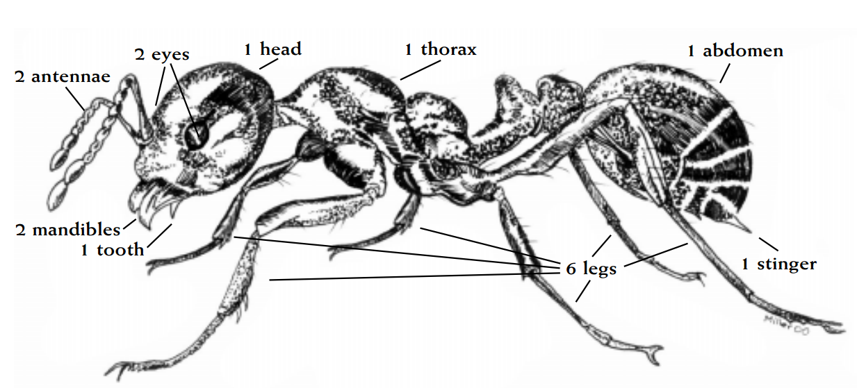 Fascinating Facts About Fire Ants