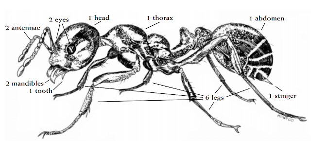 Fascinating Facts About Fire Ants