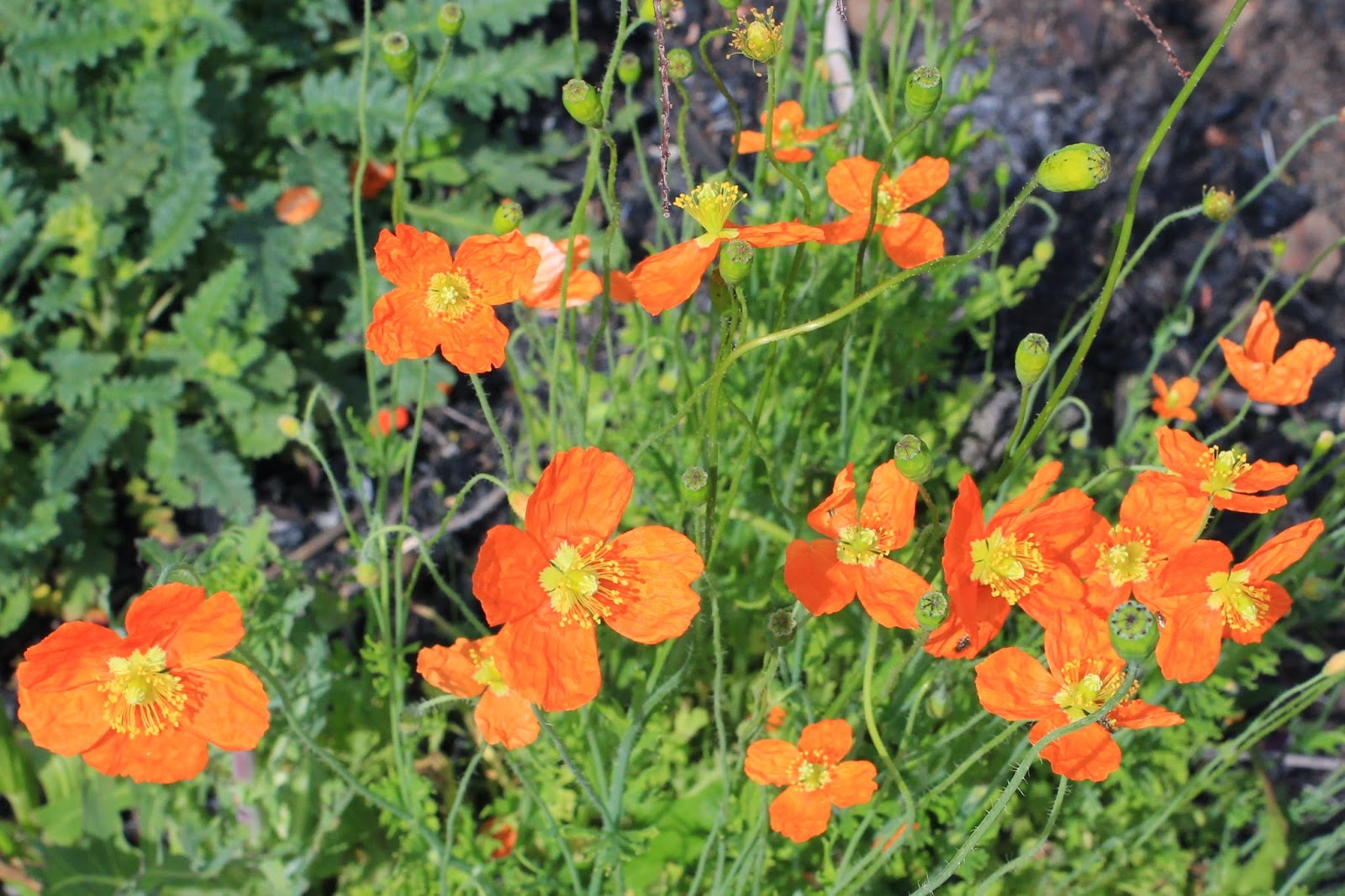 CA Native Garden: Fire Followers