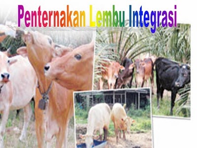 bukan doktor veterinar: Ternak Lembu Daging / Tenusu