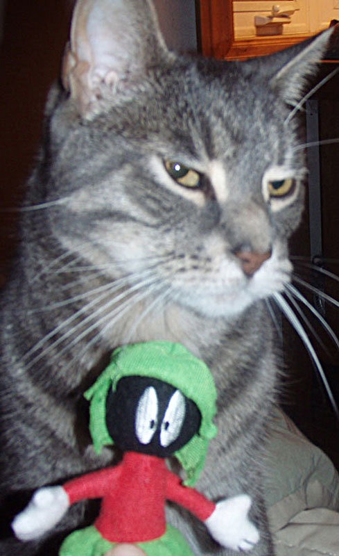 Steve The Cat: Visitor Reflections