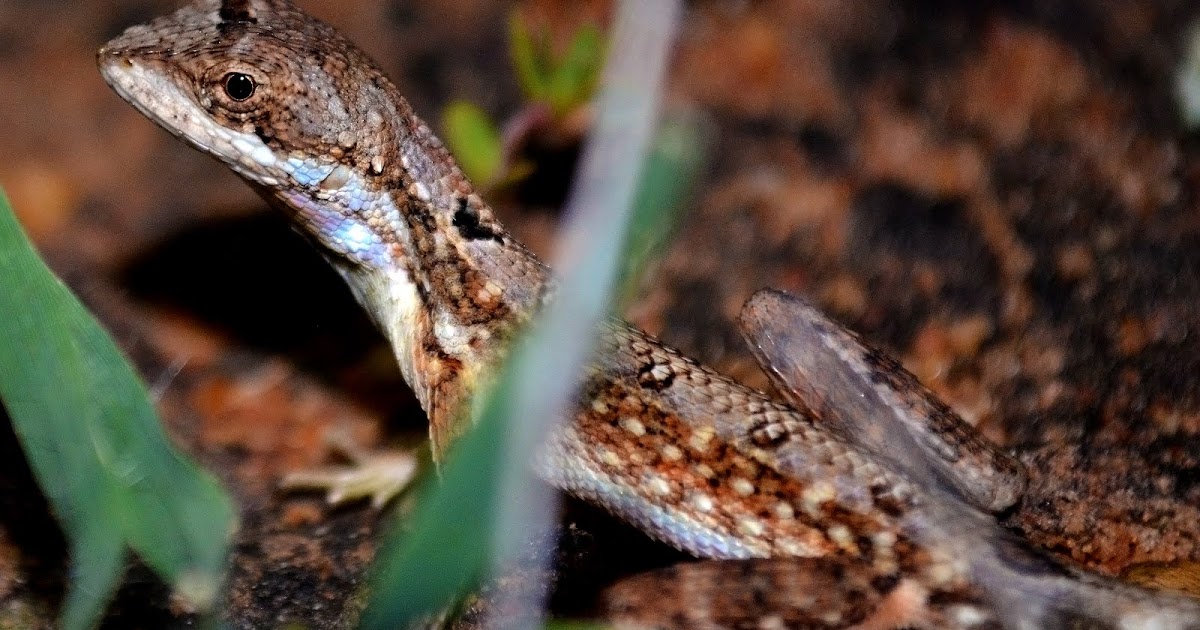 Biodiversity of Bharathidasan University: Fan-throated Lizard, தாடி ஓணான்