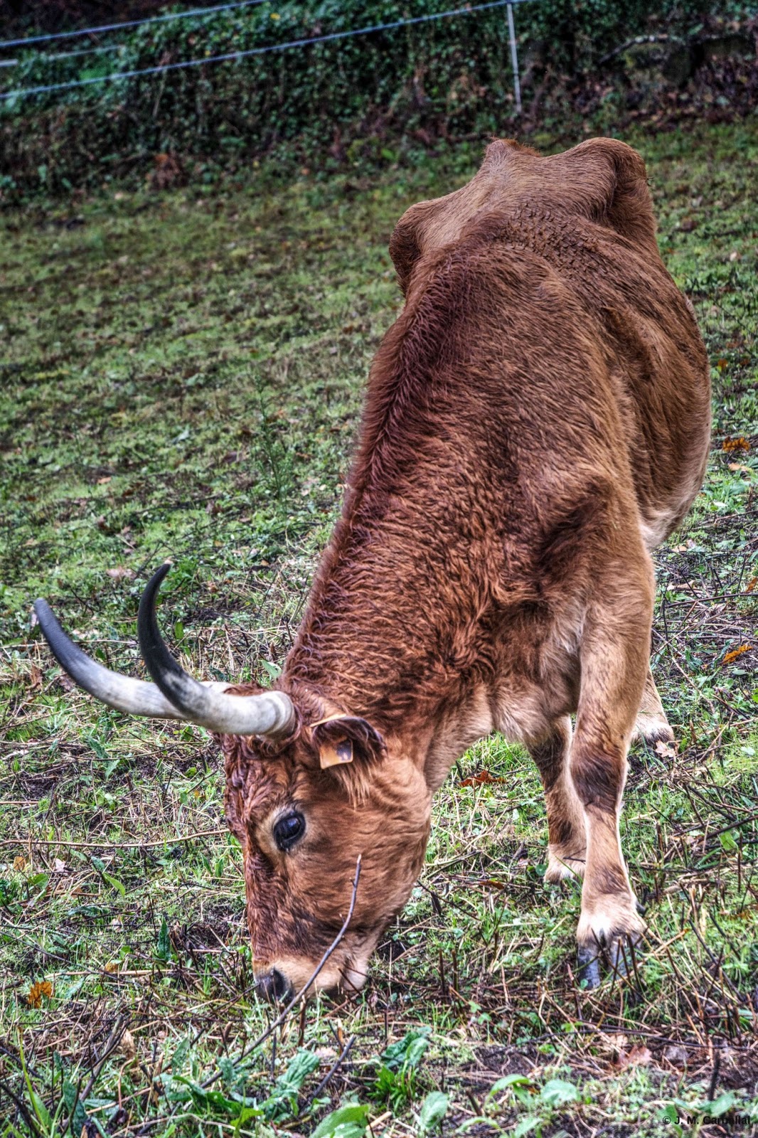 El Blog de Isa y Juan: La vaca Cachena