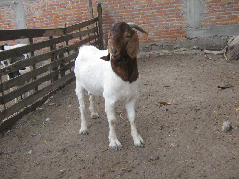 Criadero de Chivos Boer