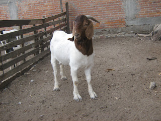 Criadero de Chivos Boer