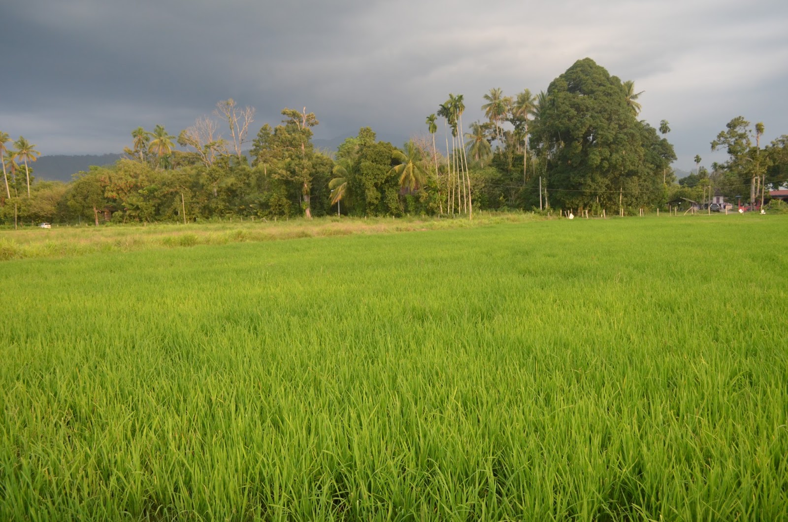 TRavel to noWhere: LATA RAMBUNG at SELAMA PERAK