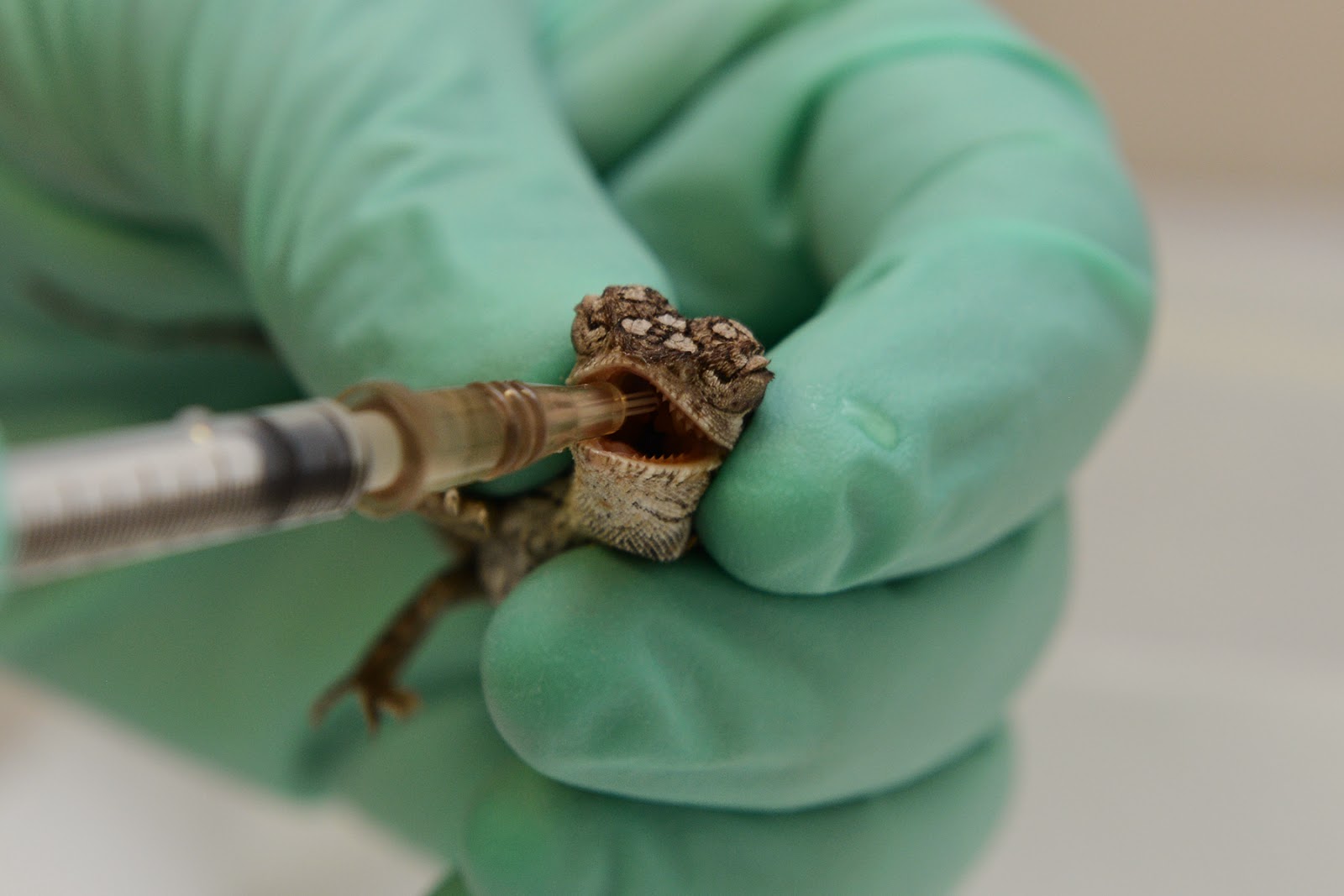 Small Animal Talk: 2014-08-03