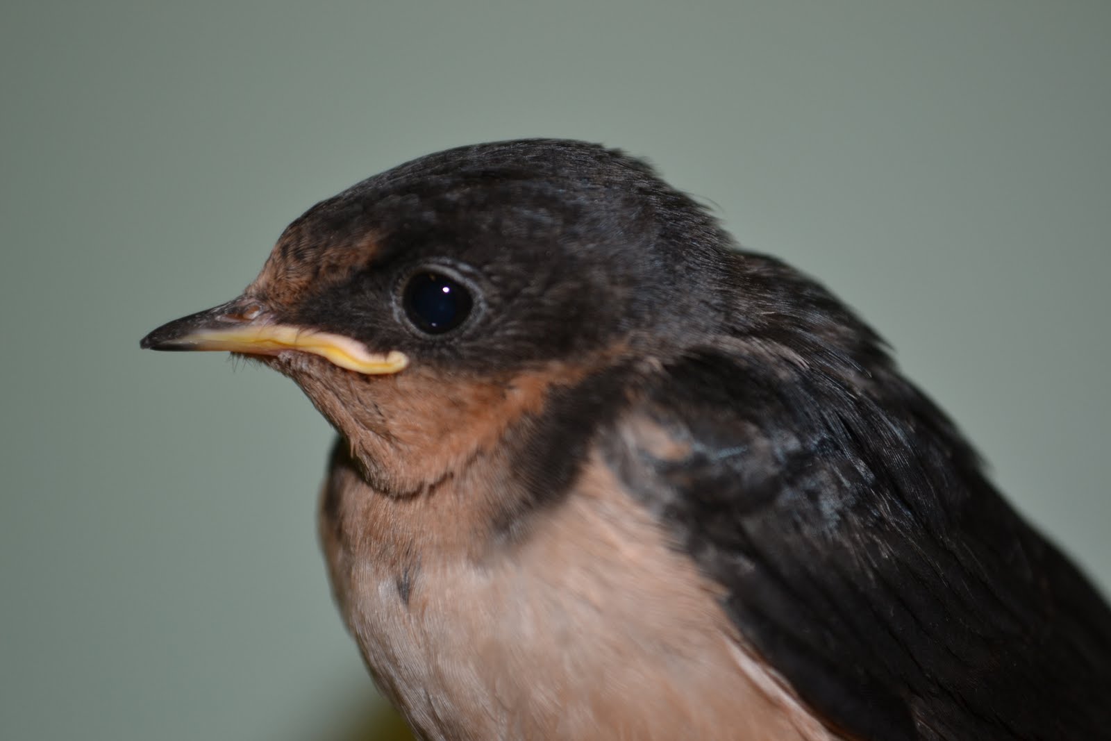 Virginia Living Museum | Chippy the barn swallow | Virginia Living Museum