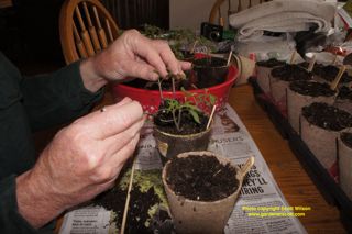 GardenerScott: How to Transplant, Part 1