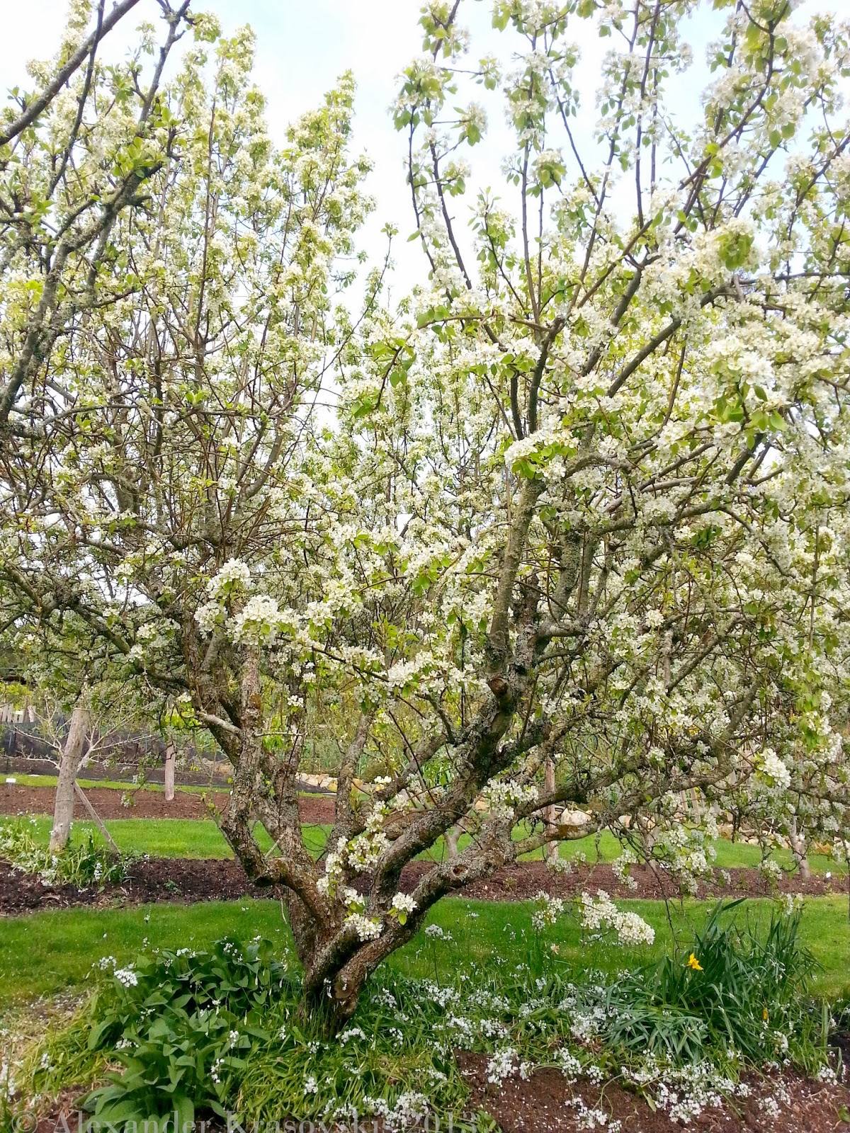 Aggregata Plants & Gardens: Visit to the gardens of St Erth in ...