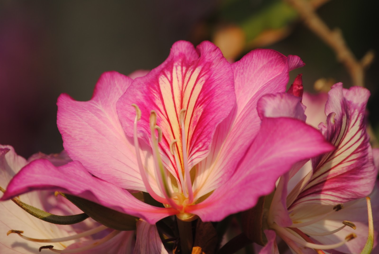 Field Notes and Photos: Orchid Tree