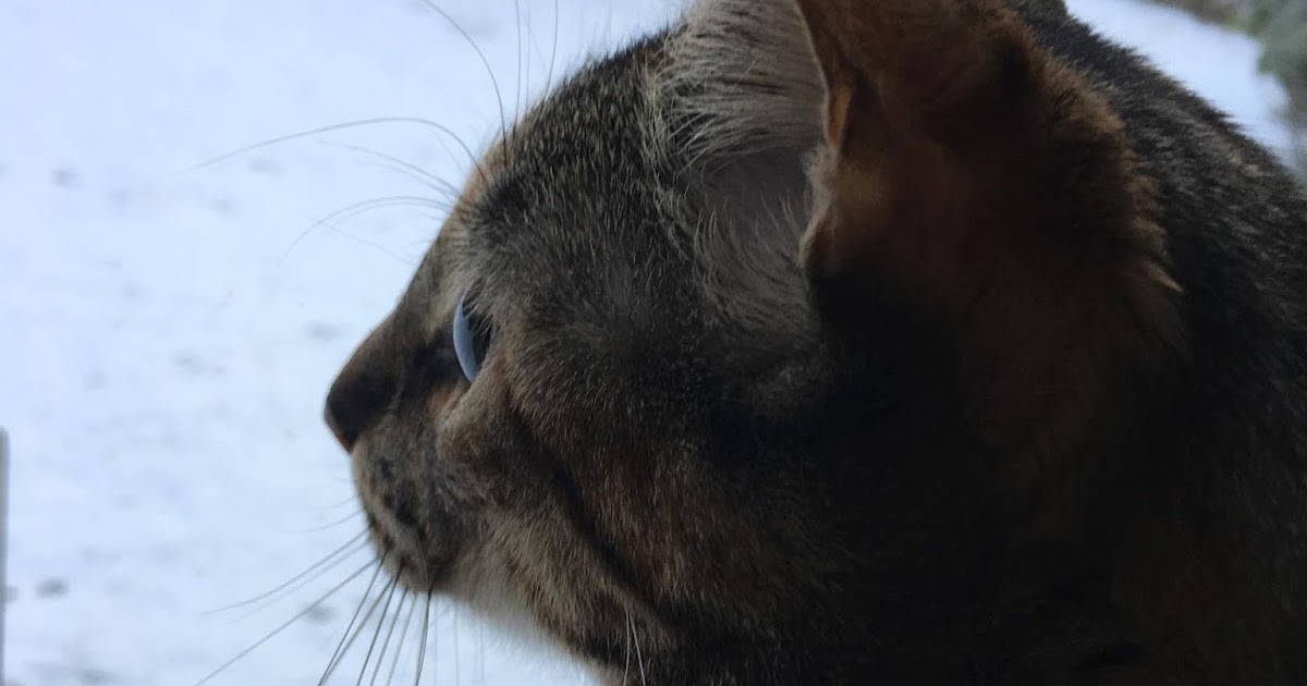 Katten Gustav: Lisa: Hon har det allt bra!