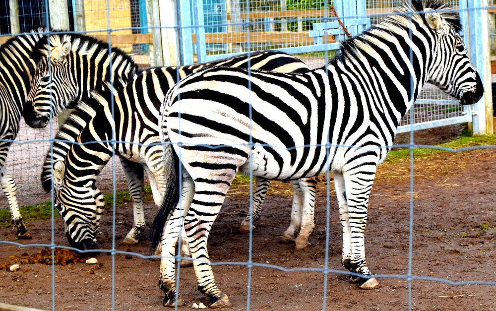 Zebra: Wordless Wednesday Blog Hop - Claire Justine