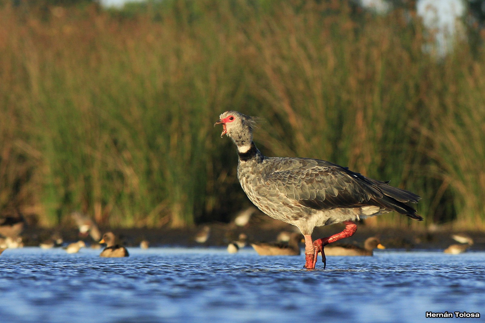 Aves de Argentina: Chajáes en el barro